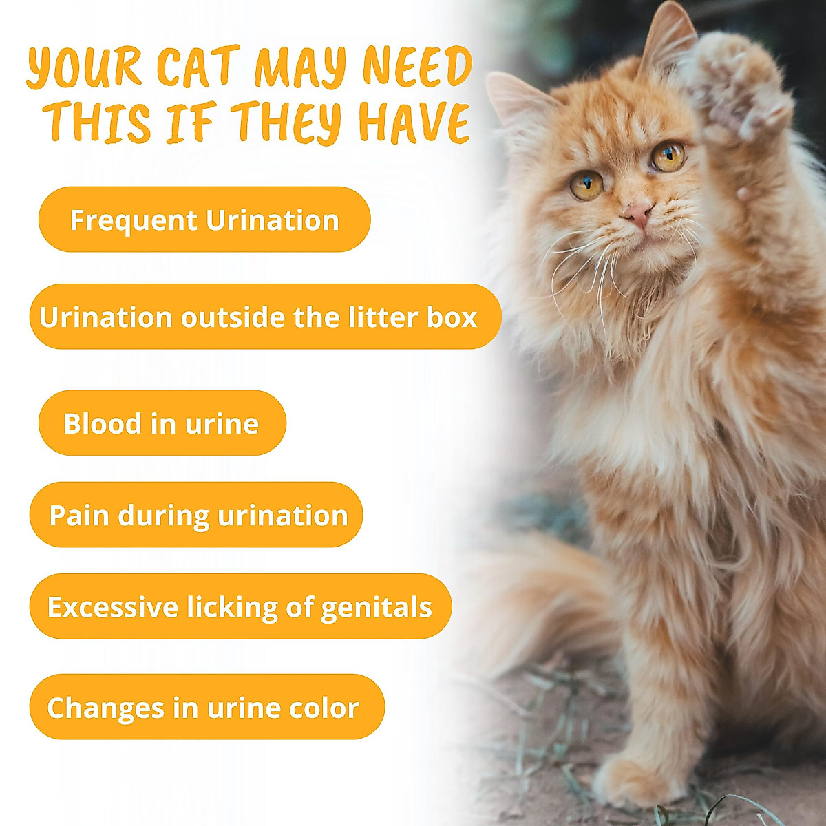 Under The Weather Pet Urinary Tract Support Chews for Cats | Promote Healthy Urinary Function in Cats | 60 Star Shaped Soft Chews