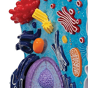 3B Scientific R04 Animal Cell Model, 8.3" x 4.3" x 12.2"