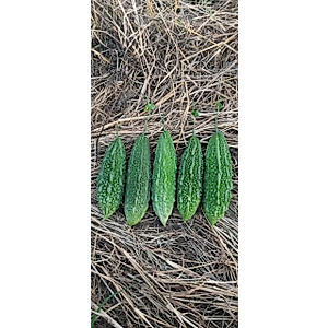 10 India Bitter Gourd Seeds, Bitter Melon Seeds, Kho Qua Rung Organic - Mai's Family