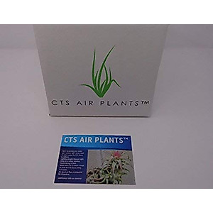 CTS AIR PLANTS Anacampseros Sunrise Succulents Small Cluster Anacampseros Telephiastrum Variegata