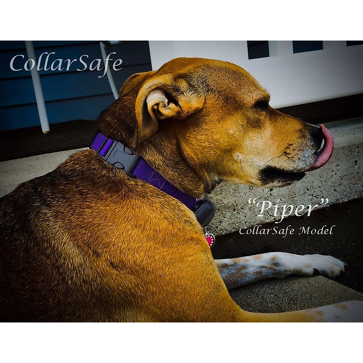 CollarSafe 1" Wide Basic Economical Replacement Collar - FITS PetSafe PIF-275, Microlite & Many Other Modules Requiring 2-Holes 1-3/16” Apart to Attach – PLS Read Listing - View Photos