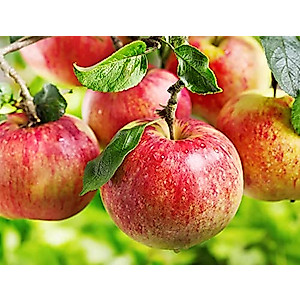 100+ Apple Seeds for Planting