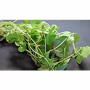 500 Premium Organic Centella Asiatica - Rau Ma - Pennywort - Gotu Kola - Seeds by Happy Seeds & Garden