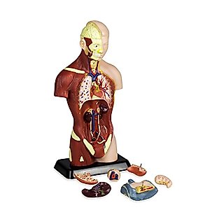 Vision Scientific VAT105 Sexless Human Torso | 7 Removable Parts | Displays Respiratory, Circulatory, Digestive, Nervous, Urinary System, and Musculature | Instruction Manual Included