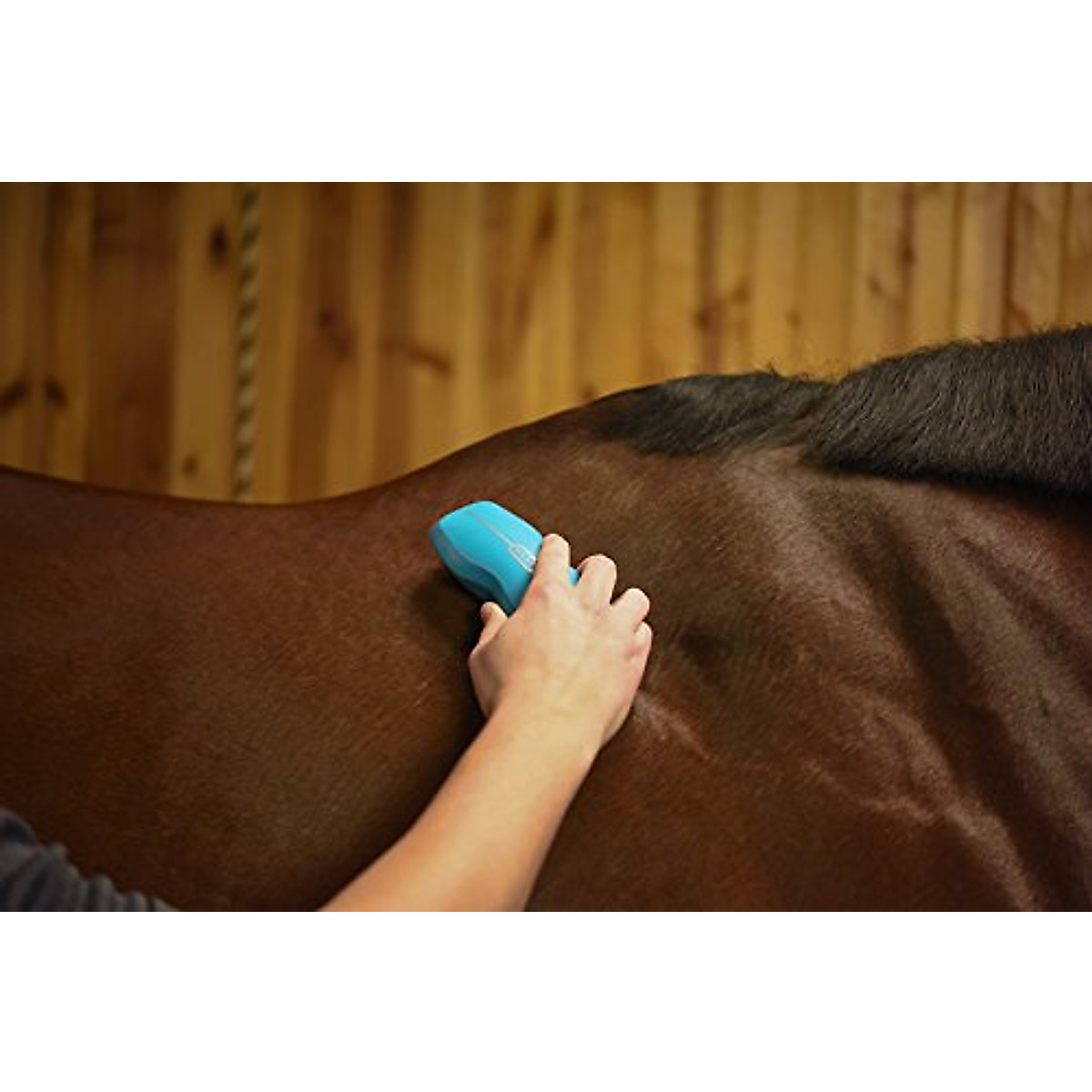 WAHL Professional Animal Equine Grooming Rubber Curry Horse Brush, Turquoise (858712-100)