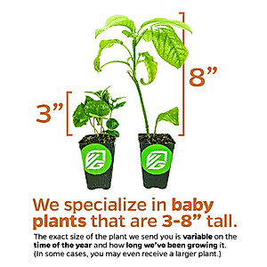 Barbie Pink Guava Tree Live Plant - Psidium guajava