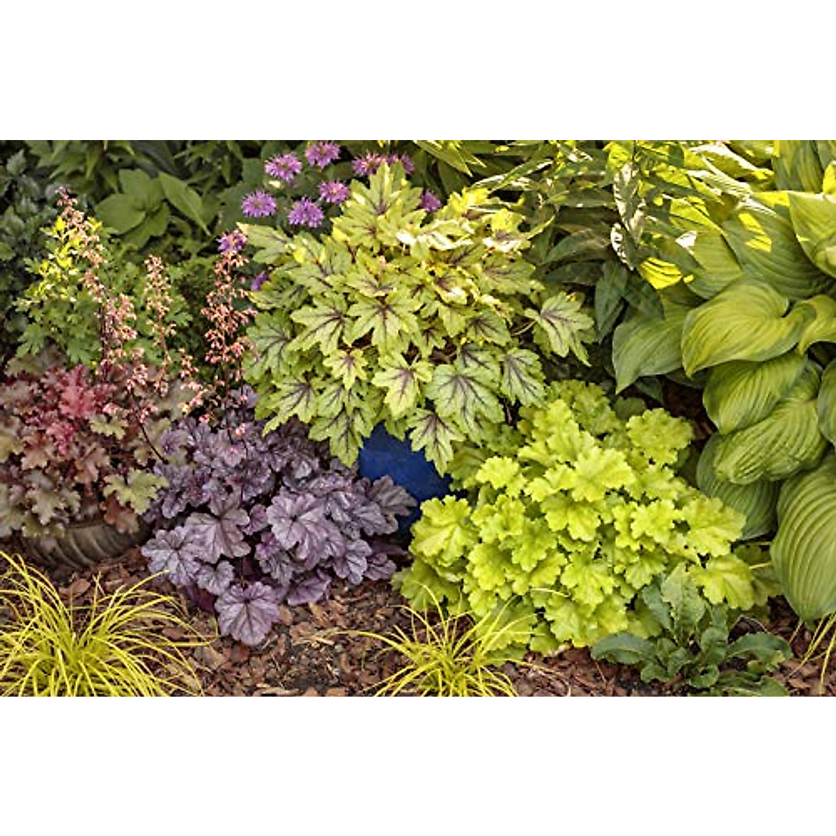 Proven Winners HEUPWP2127800 Dolce Apple Twist Coral Bells Live Plant, 4.5 in. Quart, Bright Green Foliage