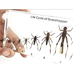 Lifecycle of a Locust（Grasshoppeer） Paperweights Specimen for Science Education Paperweight for Book for Office for Desk