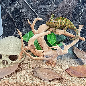 Hamiledyi Reptile Driftwood Large Climbing Branches Amphibian Trunk Log Ornament Aquarium Natural Driftwood Decoration for Lizard Gecok Snake Bearded Dragon Frog Iguana Chameleon