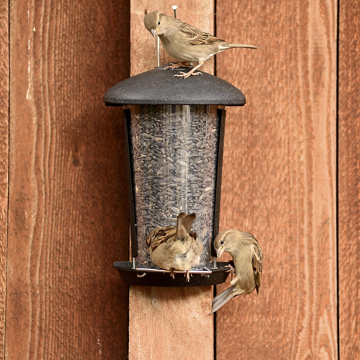 Perky-Pet 101-5 Wall and Post Mount Wild Bird Feeder