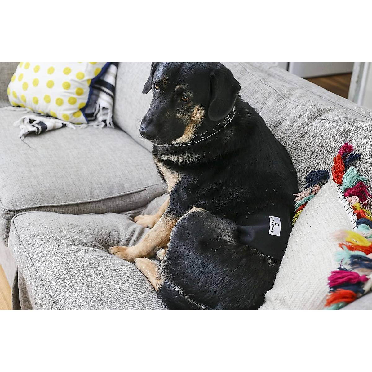 Pet Parents Premium Washable Dog Belly Bands & Extendrs, (3pack) of Male Dog Diapers, Male Dog Wraps, High Absorbing Belly Band for Male Dogs, Color: Black, Size: Extra Large Dog Belly Band