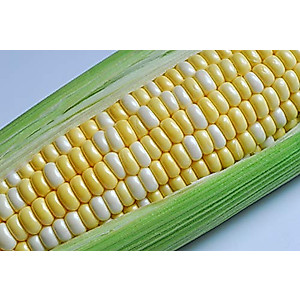 Peaches and Cream Sweet Corn Seeds 100 Seeds