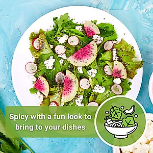 Sow Right Seeds - Watermelon Radish Seed for Planting - Non-GMO Heirloom Packet with Instructions to Plant a Home Vegetable Garden - Great Gardening Gift (1)