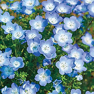 "Baby Blue Eyes" Baby's Breath Seeds for Planting, 1500+ Wildflower Seeds Per Packet, Non GMO Seeds, Scientific Name: Nemophila menziesii, Great Home Flower Garden Gift