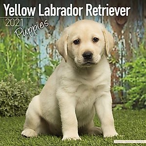 Lab Puppies Calendar - Yellow Labrador Retriever Puppies - Dog Breed Calendars - 2020 - 2021 wall calendars - 16 Month Calendar by Avonside