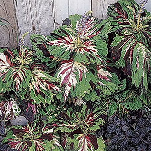 CHUXAY GARDEN Wizard Mosaic Coleus-Painted Nettle 500 Seeds Showy Accent Plant Easily Grow