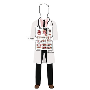 Larynx Poster, Voice, Education, Vocal Folds, Mouth, Head Cutview, Vocal Pathology, Size 12x17inch