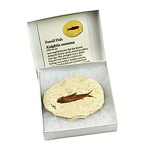 DANCING BEAR Fossil Collection Set, 20 Real Premium Specimens: Trilobite, Ammonite, Fish Fossil, Shark Tooth, Petrified Wood, Dinosaur Bone, Fossil Book, Time Scale, ID Cards, STEM Science Kit