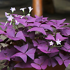20pcs Oxalis Bulbs Purple Shamrock Bulbs Lucky Flowers Bulbs for Planting Purple Oxalis Triangularis Bulbs