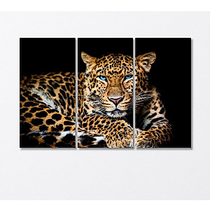 Northern Chinese Leopard with Extraordinary Blue Eyes Canvas Print 5 Panels / 36x24 inches