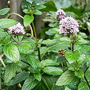 Outsidepride Mentha Piperita Peppermint Culinary Herb Garden Plant for Flavoring - 10000 Seeds