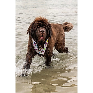 Tailwagger Hip, Joint, Energy & Vitaly Support Supplement for Dogs - Supports Digestive Health, Immune System, Heart and Skin Health - 30 Servings, 7.9 oz.