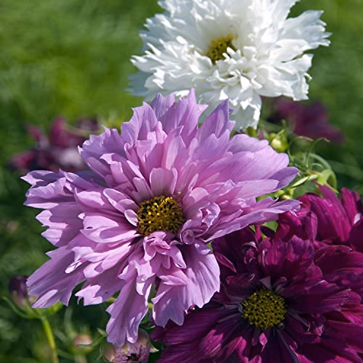 Outsidepride Cosmos Bipannutus Double Click Garden & Cut Flower Seed Mix - 100 Seeds