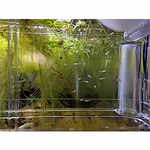 Live Guppy Fry Pack of 6 Baby Guppy Fish - Assorted Colors - 6 Fancy Guppy Fry Live Fish