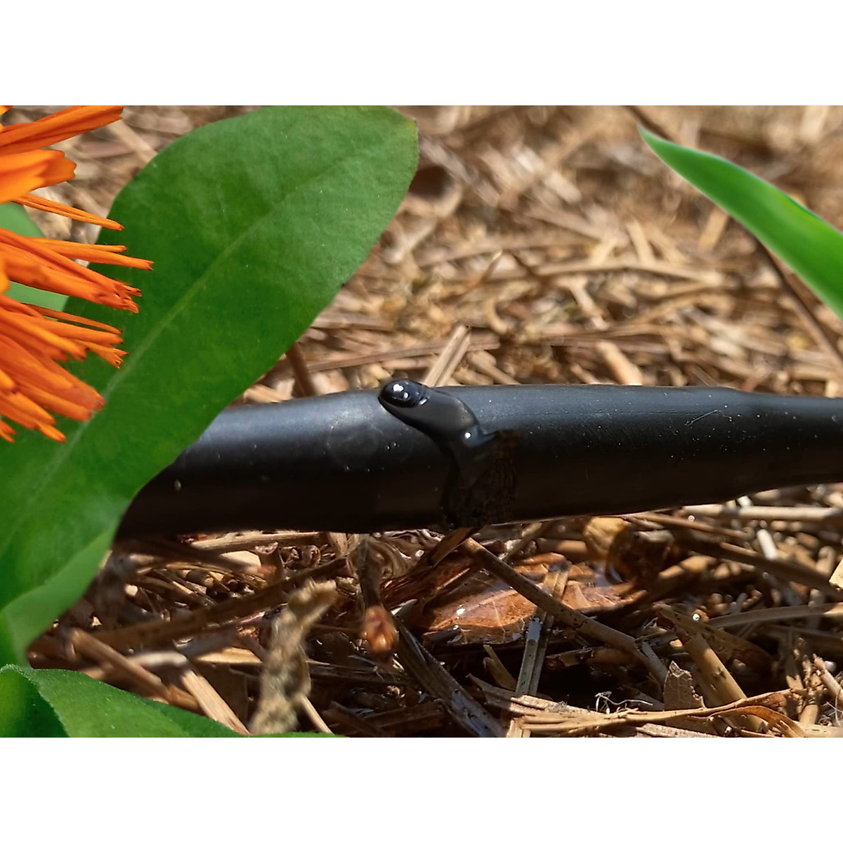 Habitech 1/4" Irrigation Dripline Tubing (100 Ft Roll) - 6" Emitter Spacing - 1/4" Drip Irrigation Fittings Included
