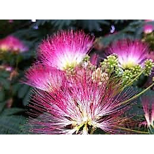 Bonsai Indoor, Powder Puff, 6 Years Old, Pink Flowers, Broom Style