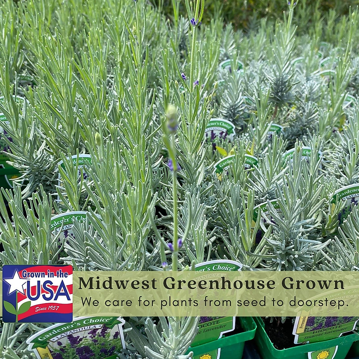 Clovers Garden English Lavender (Lavandula) Hidcote Blue Plants – Two (2) Live Plants – Non-GMO - Not Seeds - Each 4" to 8" Tall – in 4" Inch Pots - Compact Growth