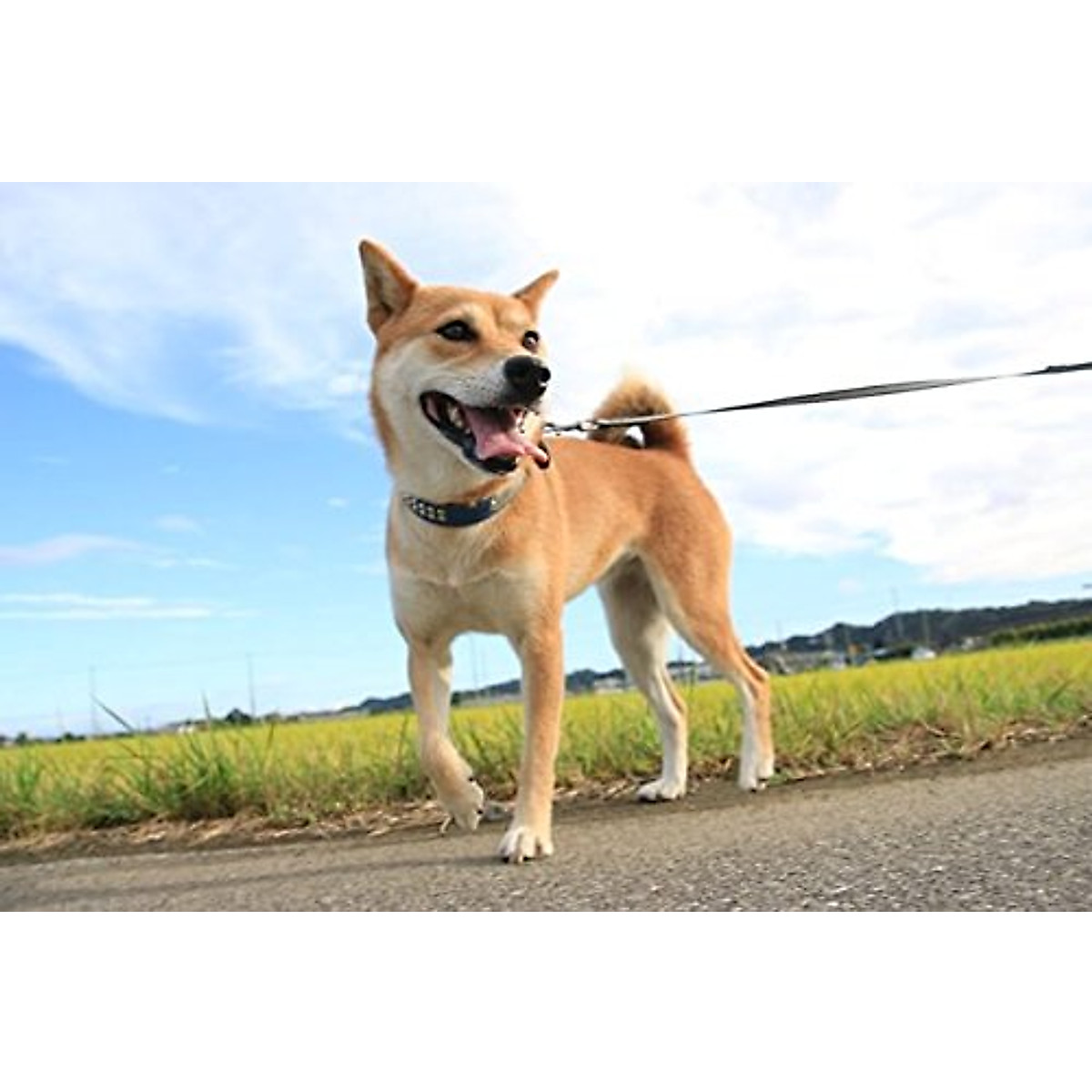 Hip and Joint Supplements for Senior Dogs - Healthy Hip and Joint - for Dogs - Powerful Formula - CHEWABLE - chondroitin Dogs - 2 Bottle (240 Tablets)