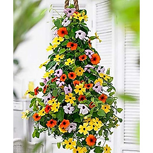 25 Heirloom Flower Seed Packets for Planting: 20+ Varieties Flower Seeds - Forget Me Not, Sunflower, Marigold, Zinnia Lilliput, Snapdragon, Hummingbird & Butterfly Wildflower Seeds and More