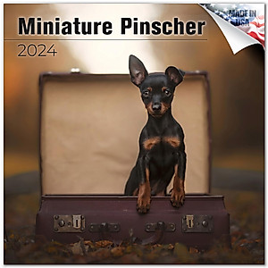 2023 2024 Miniature Pinscher Calendar - Dog Breed Monthly Wall Calendar - 12 x 24 Open - Thick No-Bleed Paper - Giftable - Academic Teacher's Planner Calendar Organizing & Planning - Made in USA