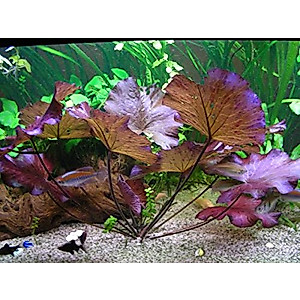 Red Tiger Lotus Bulbs - Freshwater Aquatic Plant | Sprouts in Tanks Under 72F