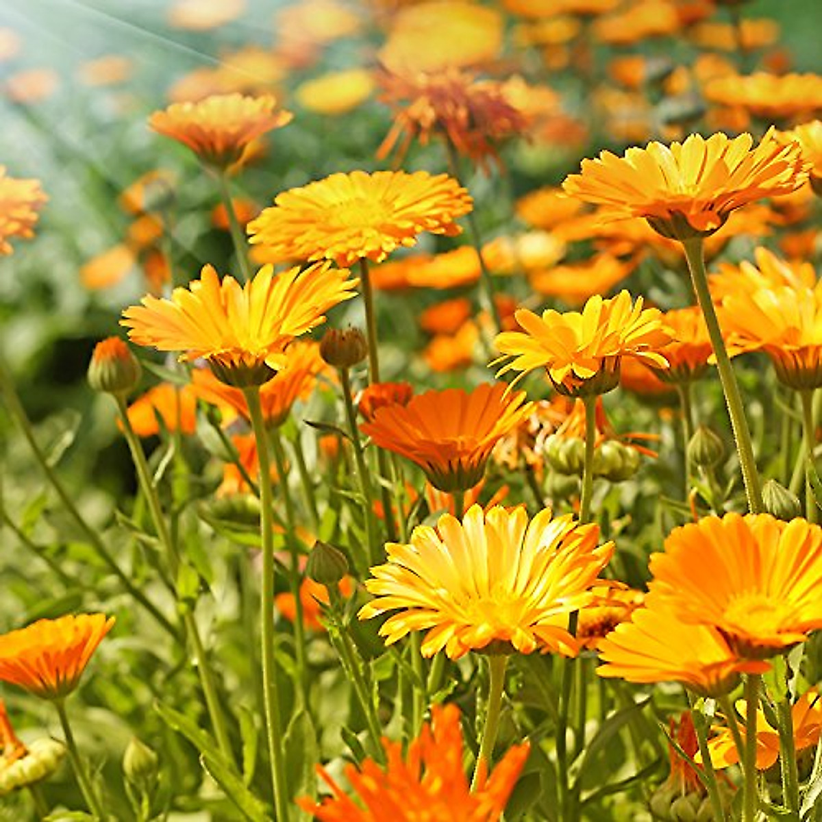 Babo Botanicals Moisturizing Baby Shampoo and Wash Oat Milk Calendula, 16 Ounce