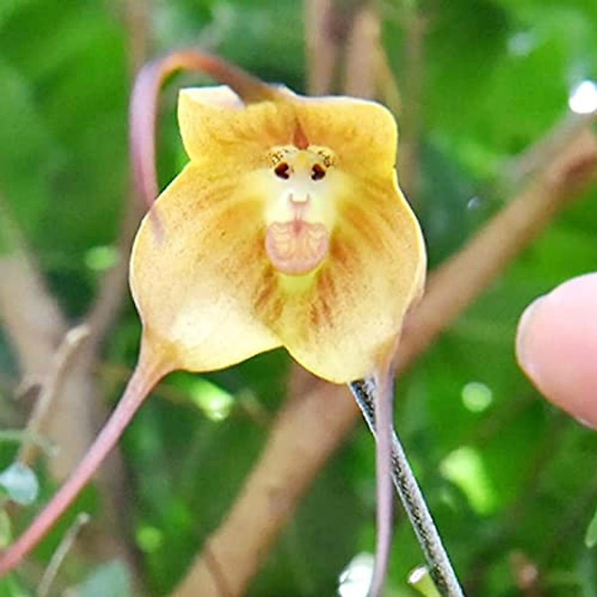 QAUZUY GARDEN 100 Mix Rare Monkey Face Orchid Seeds for Planting - Rare ...