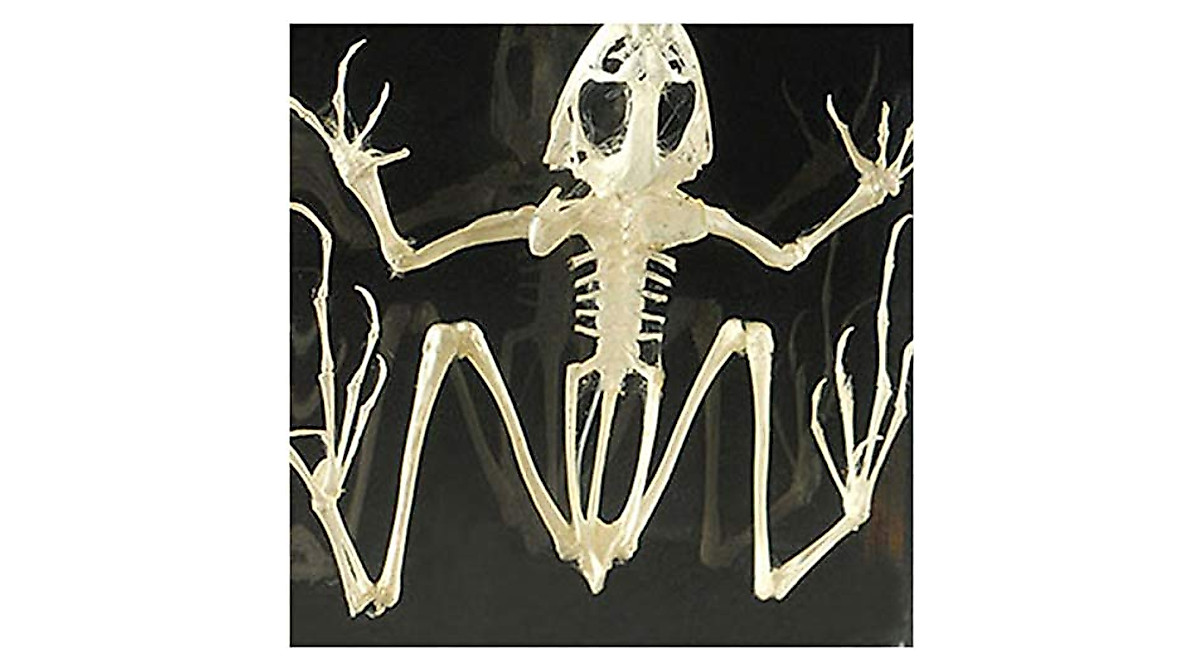 FHUILI Frog Skeleton Model - Natural Bone Specimen for Education