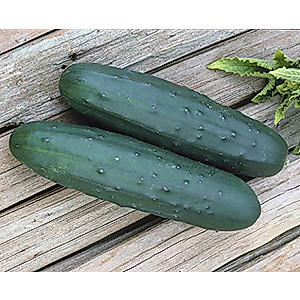 "Cobra" Cucumber Seeds for Planting, 25+ Seeds Per Packet, (Isla's Garden Seeds), Non GMO Seeds, Botanical Name: Cucumis sativus, Great Home Garden Gift