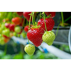 Red Strawberry Climbing Strawberry Fruit Plant Seeds Home Garden New 300 pcs