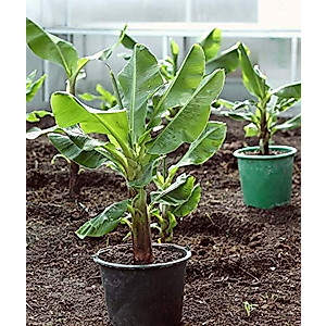 SeedsUP - 3+ Ornamental Banana Exotic (Dwarf Indoor Plant) Edible - Tree Green