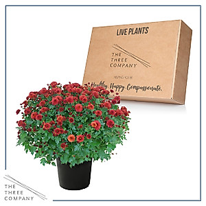 Live Flowering Hardy Chrysanthemum - Red - Colorful Fall Mums - 15" Tall by 12" Wide in 3 Qt Pot