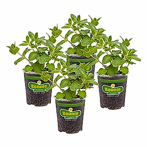 Bonnie Plants Sweet Mint Live Edible Aromatic Herb Plant - 4 Pack, Easy To Grow, Non-GMO, Perennial In Zones 5 to 11, Used In Teas & Other Beverages, Salads, Garnish, Jelly & Desserts