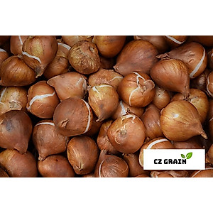 Giant Complete Spring Flower Garden | Bloom All Spring and Summer, Easy to Grow Flower Bulb, Indoor/Outdoor (50 Bulbs)