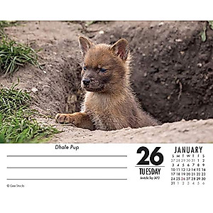 Baby Animals 2021 Box Calendar
