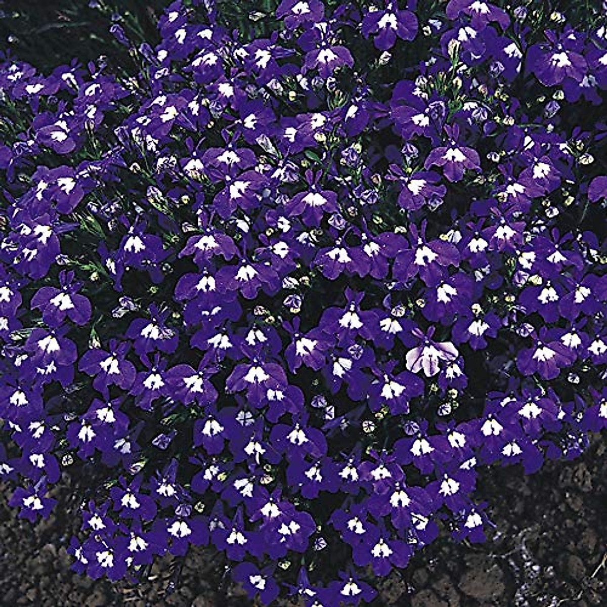 Outsidepride Lobelia Mrs. Clibran for Edging Borders, Rock Gardens, Hanging Baskets, Window Boxes, & Ground Cover - 5000 Seeds