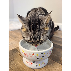 Necoichi Raised Cat Water Bowl, Elevated, with Measurement Lines, Dishwasher and Microwave Safe, No.1 Seller in Japan! (Cherry Blossom Limited Edition, Regular)