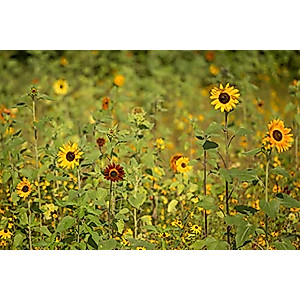 Gracias! 25 Sunflower Seed Packets for Planting - Helianthus Flower Seeds - Garden Seed to Grow Live Plants - A Beautiful Gift That Says Thank You in Spanish - Bentley Seed Co.