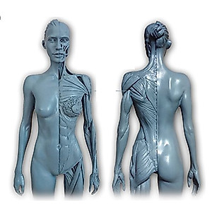 BONEW 27CM Height Female Anatomical Anatomy Skull Head Body Muscle Bone Model US Stock