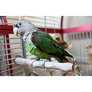 Geo NU Perch® for African Grey, Amazon, Cockatoo, Eclectus